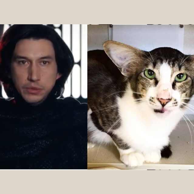 adam driver cat