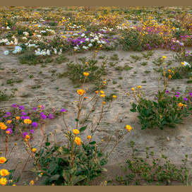 This Japanese "Cube Test" Will Reveal Everything About Your Personality