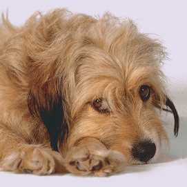 What's The Best Dog Breed For You To Get?