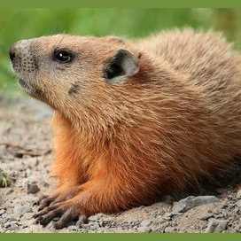 Can You Identify These Animal Tracks?