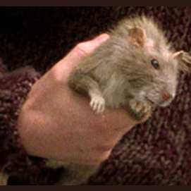 Which Harry Potter Power Do You Secretly Possess?