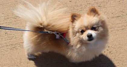 Bip bop, what breed is this cute pup?