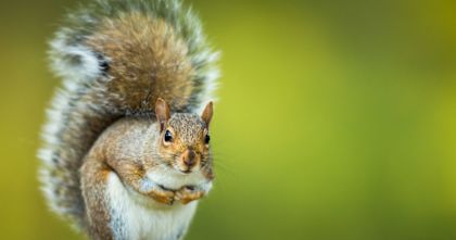 What is your favourite colour of squirrel?