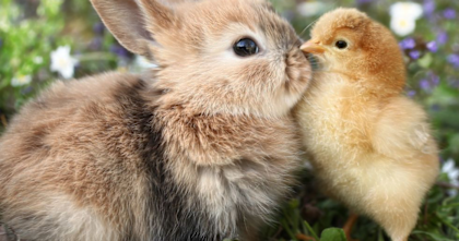 What Pet Should I Get?.