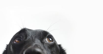 What kind of Internet dog meme are you?!