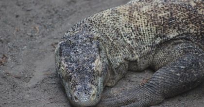 alligator/crocodile, dragon or lizard