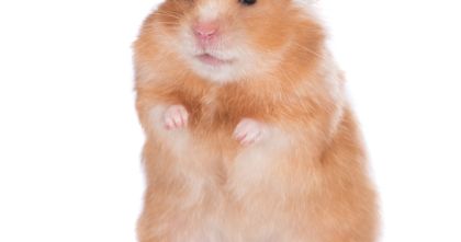 hamster quiz