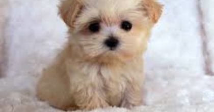 Which dog is the best dog for you?