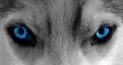 What Is Your Spirit Animal?