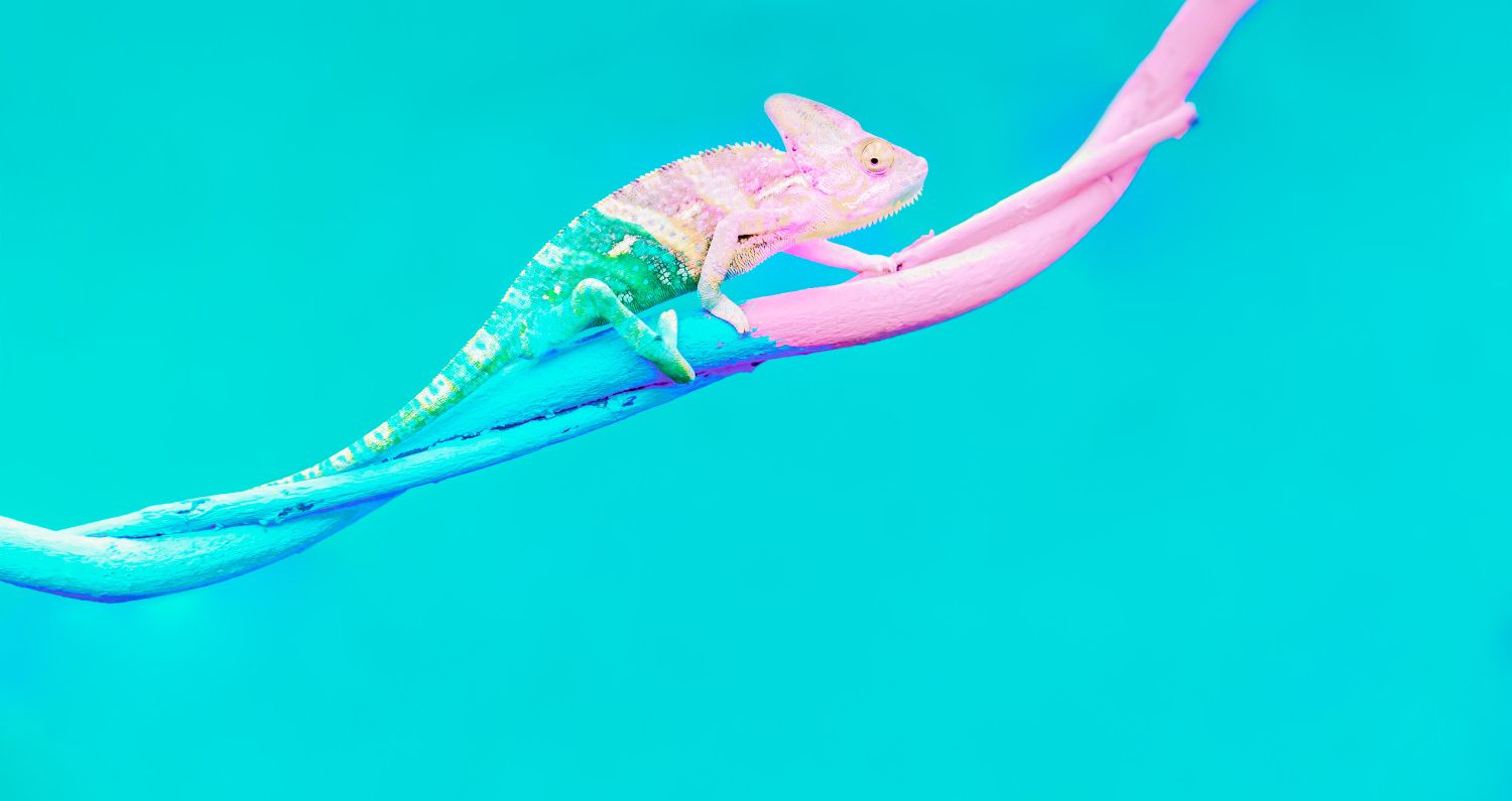 En quin animal et transformaries?