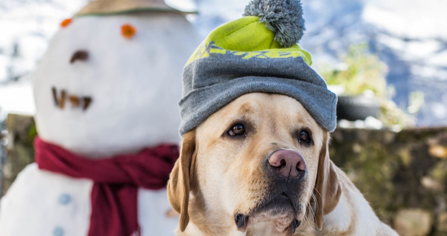 Descubre tu personalidad perruna