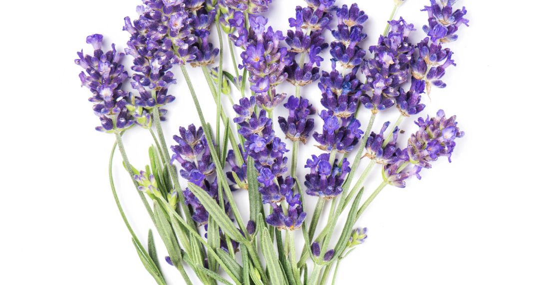 Which Lavender Lady Character are You Most Like?