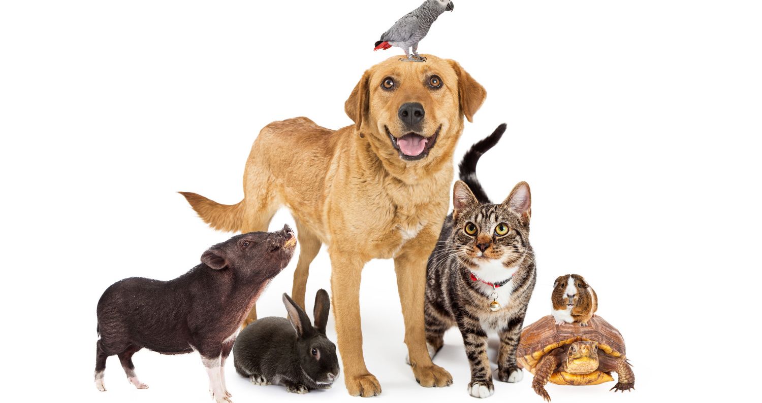 Which neighborhood pet are you?