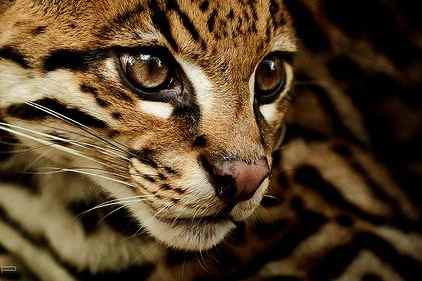 These 7 Questions Will Reveal Your Animal Ego