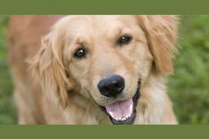 The Top 10 Most Popular Dogs To Breed In 2016