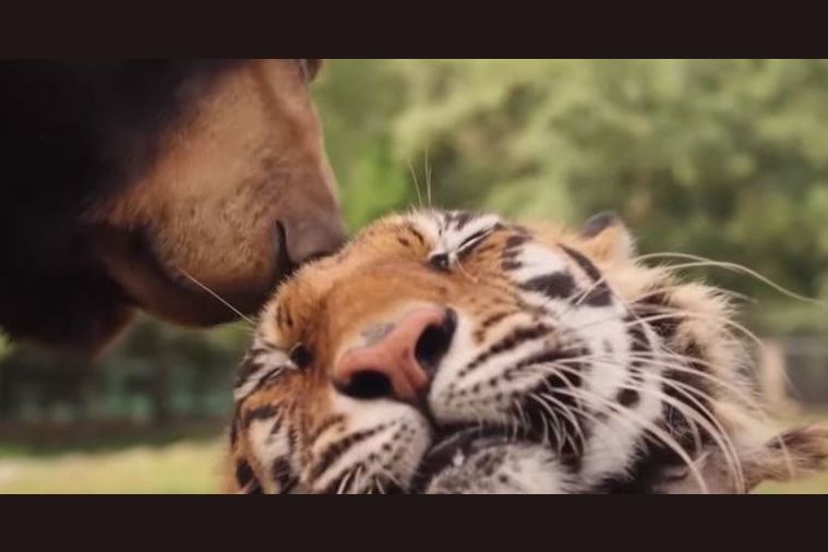 Which Unlikely Animal Pair Best Represents Your Relationship?