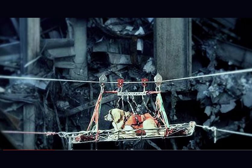 Remembering The Hero Dogs Of 9/11