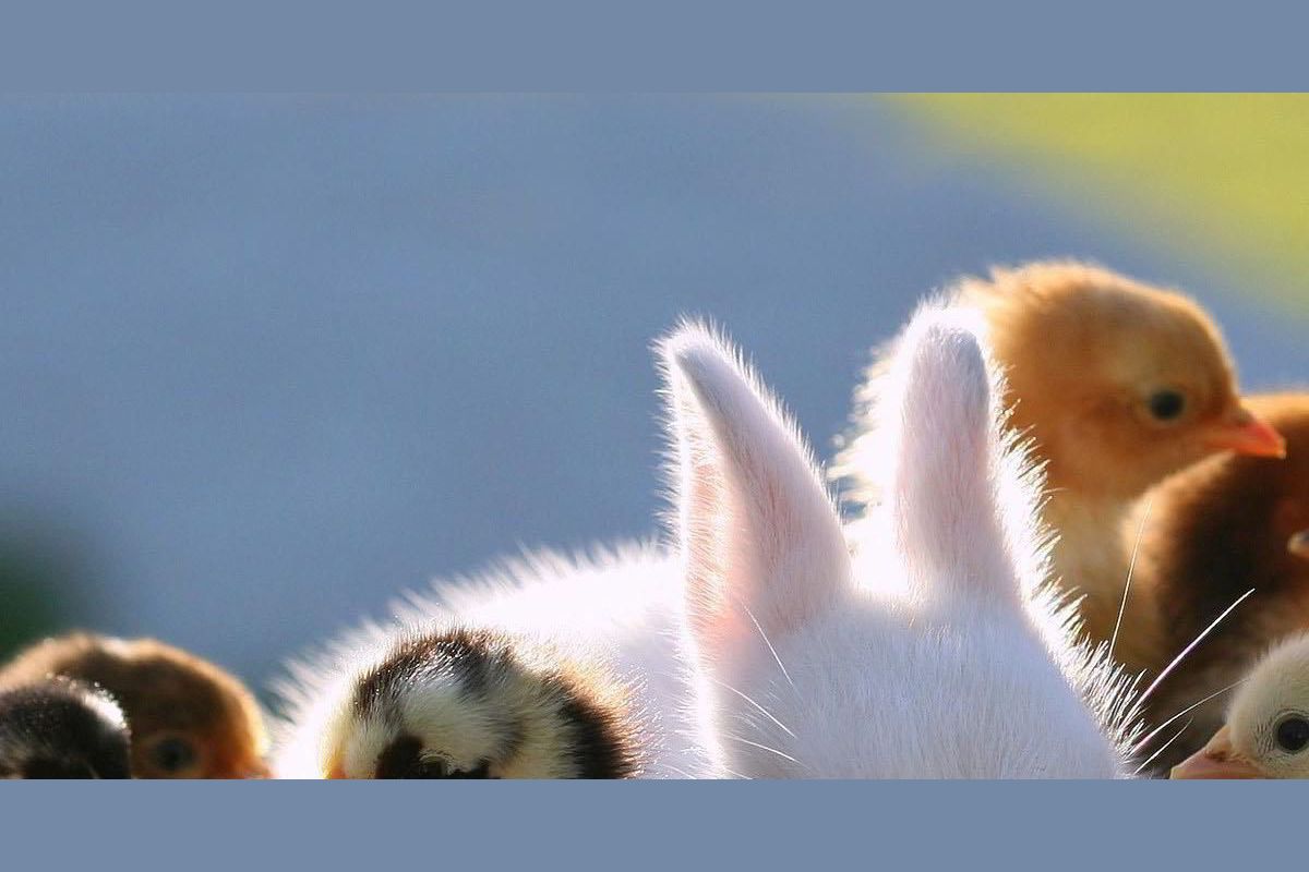 What animal are you?