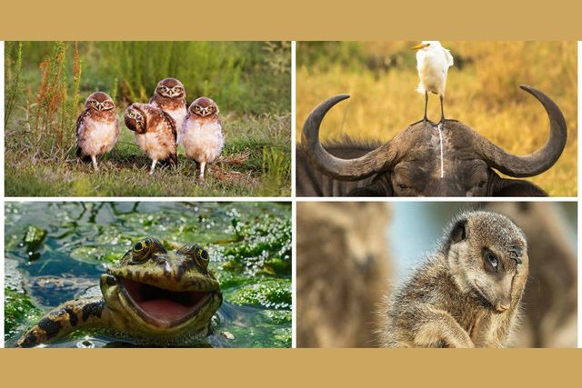 27 Hilariously Awkward Animals That Are All Of Us