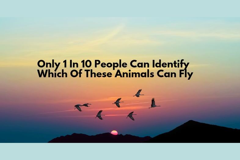 Only 1 in 10 People Can Identify Which of These Animals Can Fly