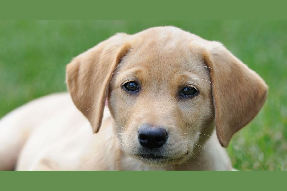 What type of dog are you?