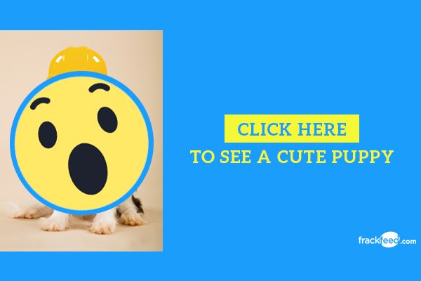 Pass This Quiz to See a Cute Puppy