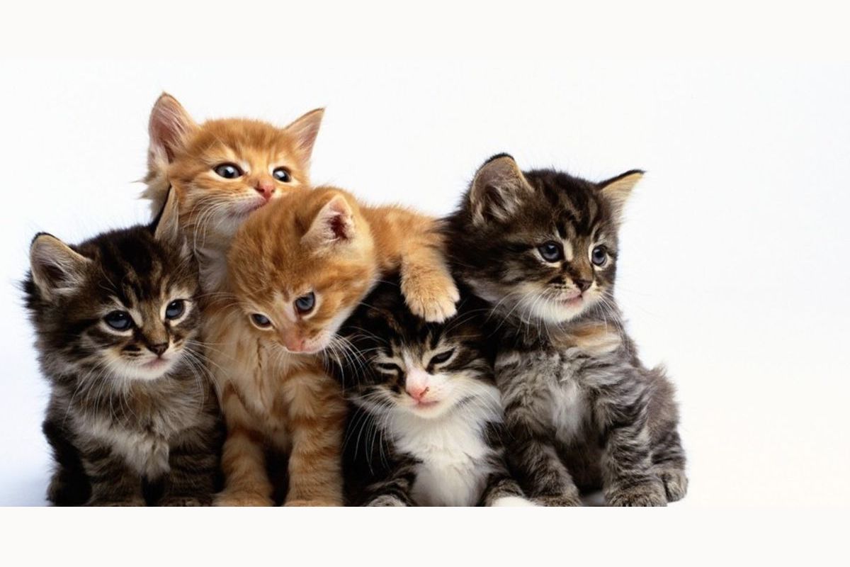 What Kind Of Cat Are YOU?