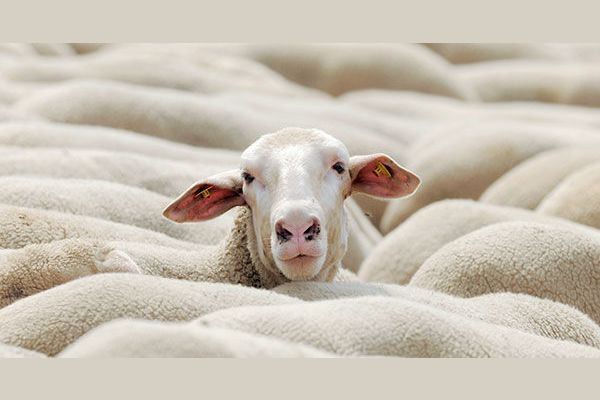 What Would Be Your Name In Sheeptopia?