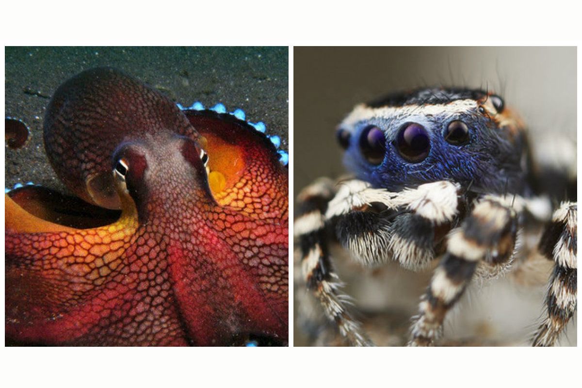 Above Land or Under Water: Which Eight Legged Animal is Cutest?