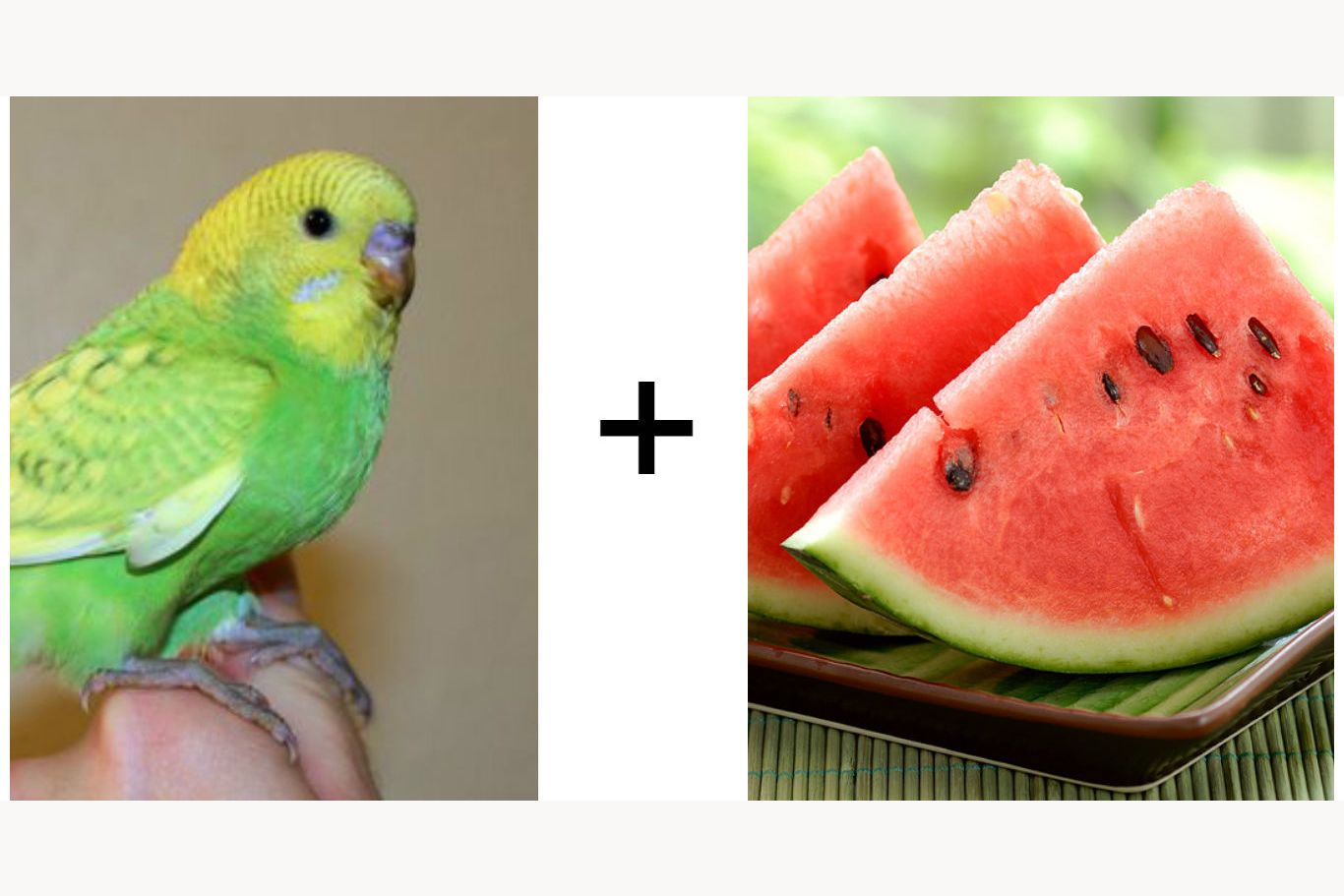 So, There's A Tiny Bird That Looks Exactly Like A Slice Of Watermelon...