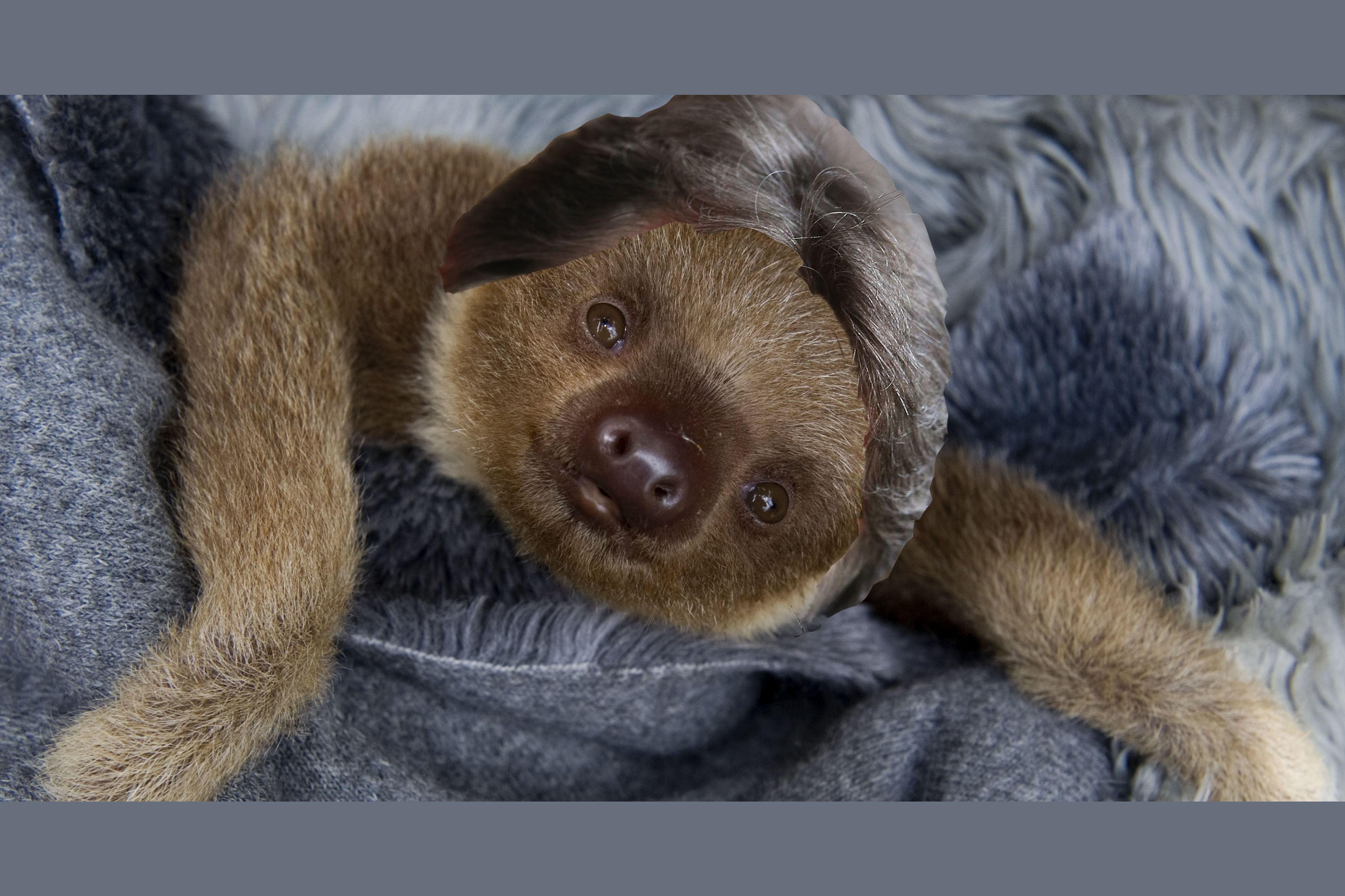 Can You Guess The GOP Candidate By Their Hair On These Sloths? [QUIZ]