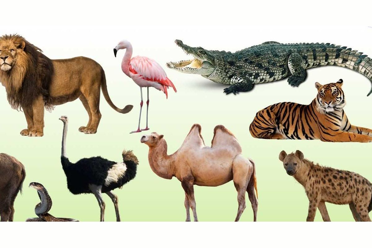 What Animal are You?