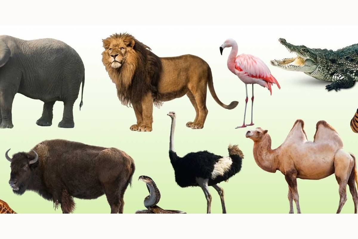 What's your inner animal?