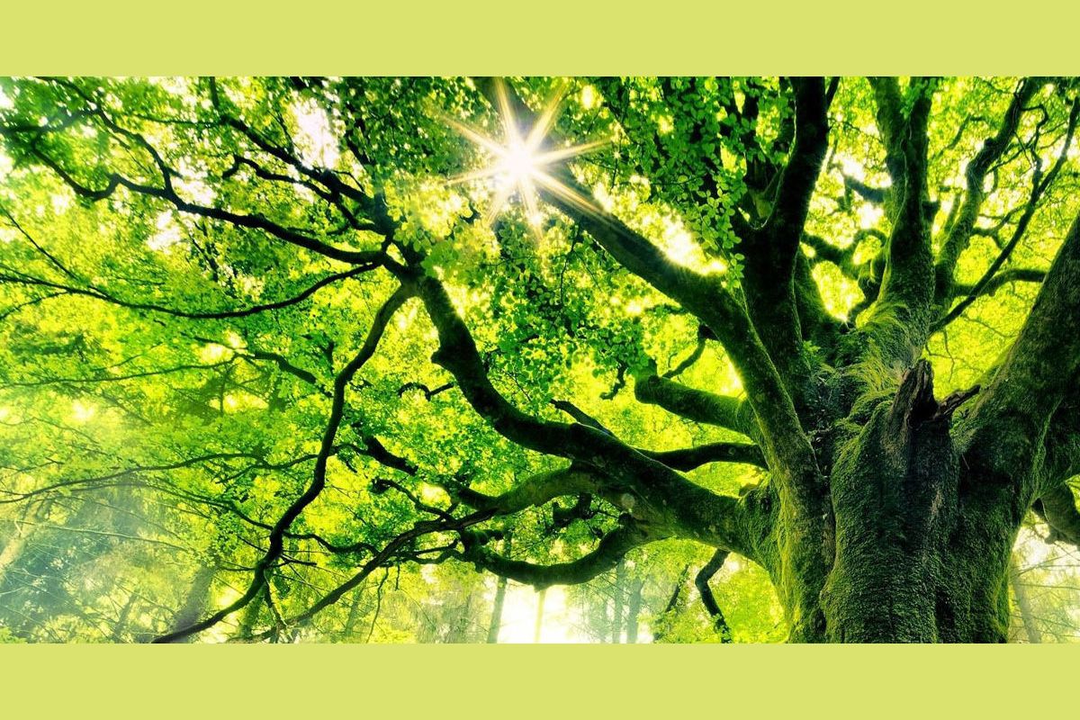 WHAT IS YOUR SPIRIT TREE