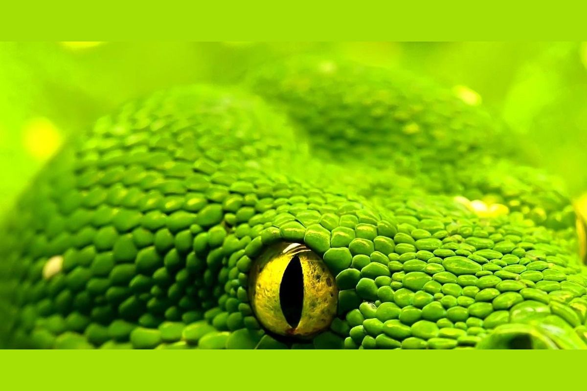 ¿Sabes cómo se llama la serpiente?