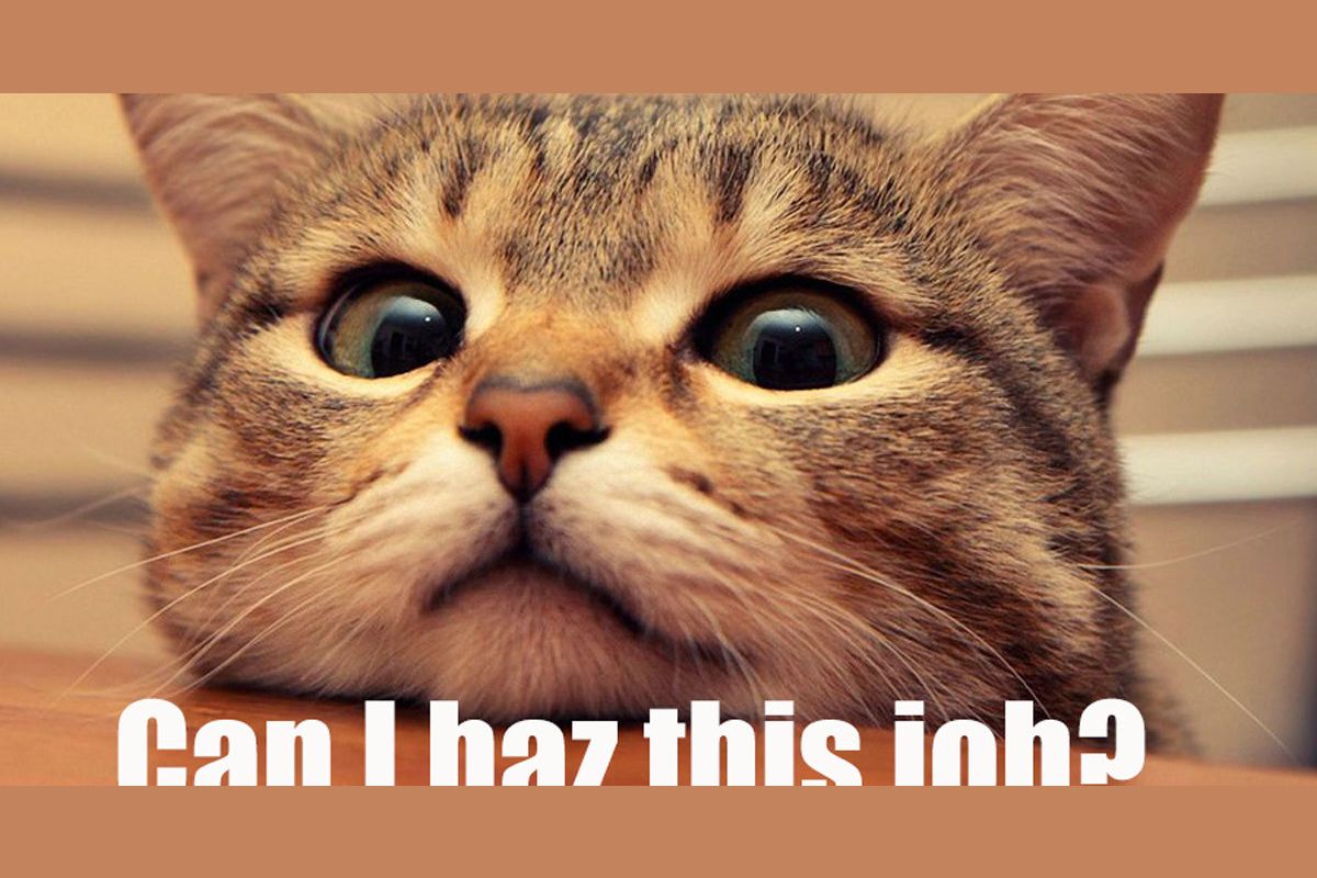 Find out if You're the ULTIMATE CAT EXPERT!