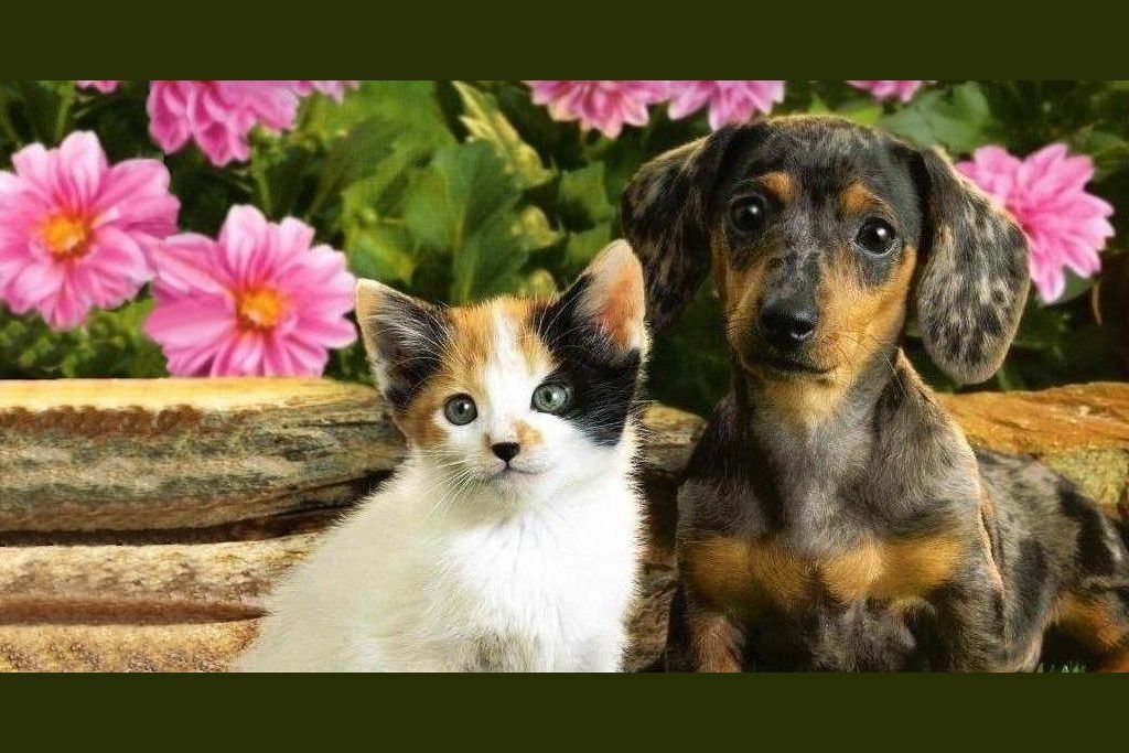 Whats The Perfect Pet For You?