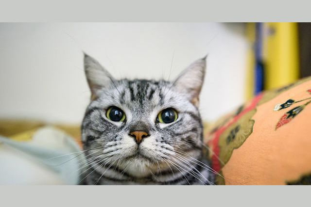 Test Your Cat Knowledge