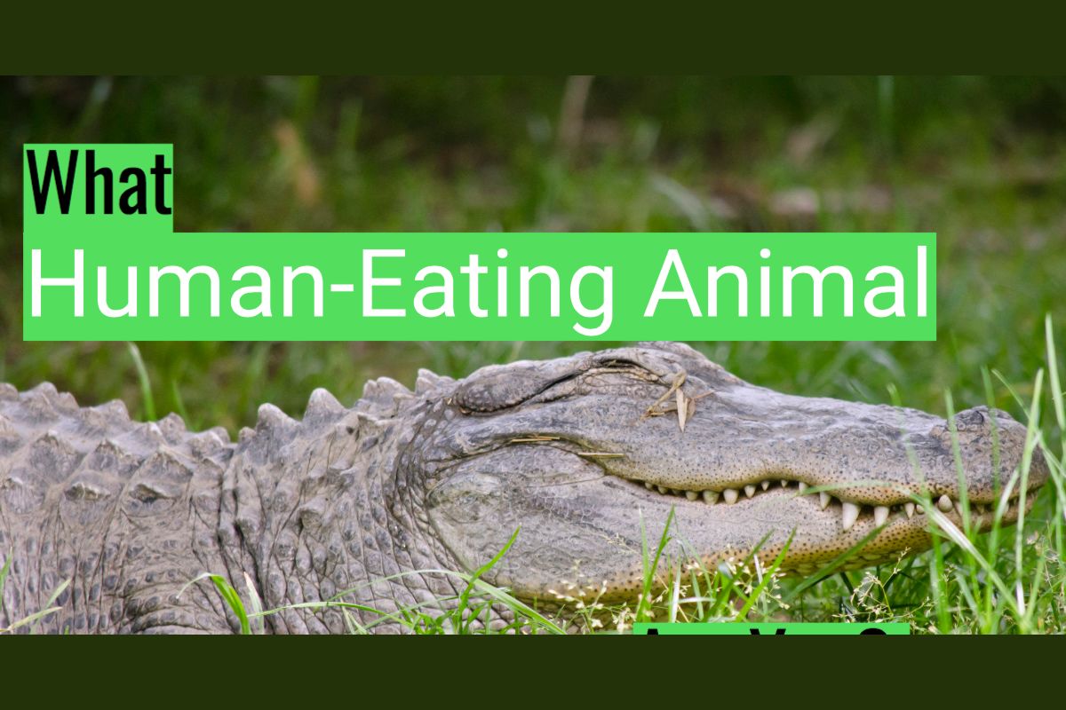 What Human-Eating Animal Are You? The Answer Says Much About Your ...