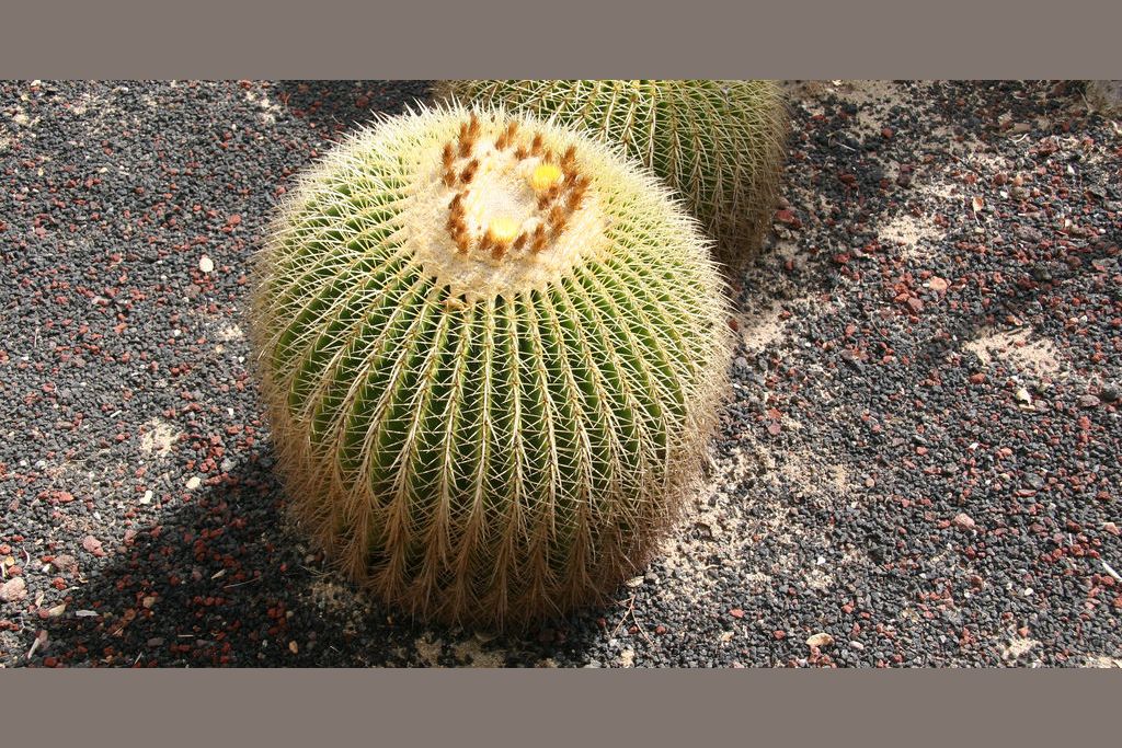 ¿Conoces estas flores y plantas mexicanas?