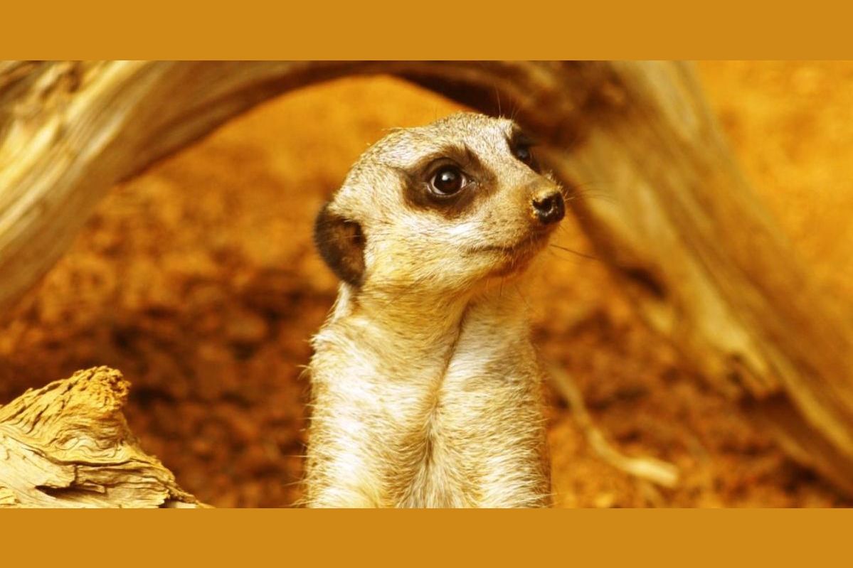 Which African Animal Most Resembles You?