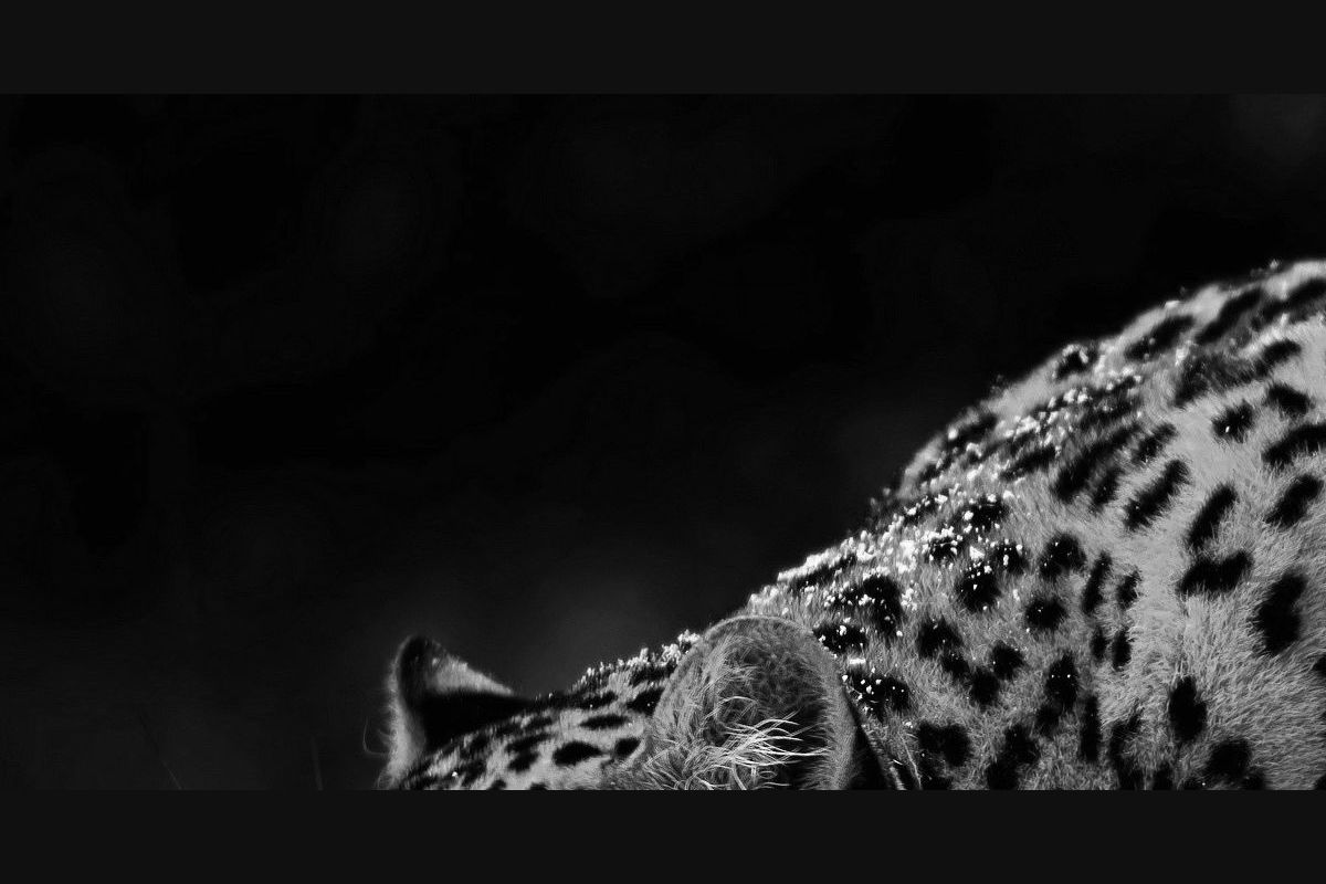 What Is Your Inner Animal