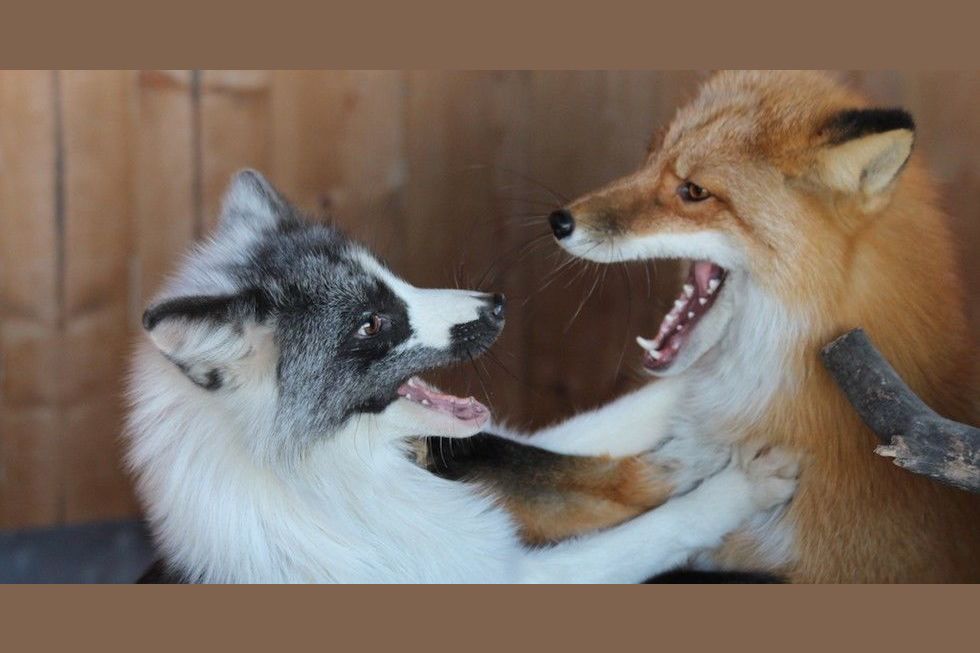 These Two Foxes Escaped Terrible Circumstances To Become Best Fox Friends!