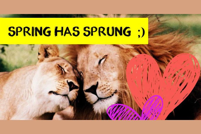 What Animal Mating Ritual Are You And Your Significant Other?
