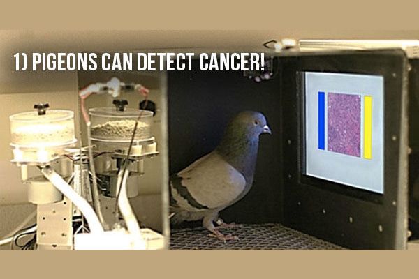 The 15 Most Amazing Discoveries Of 2015