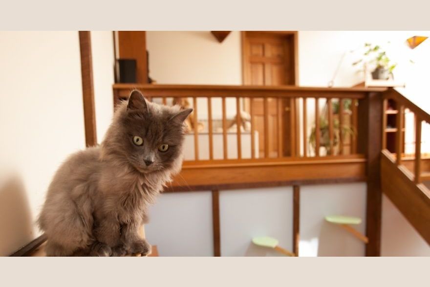 This Couple Turned Their House Into A Cat Palace!