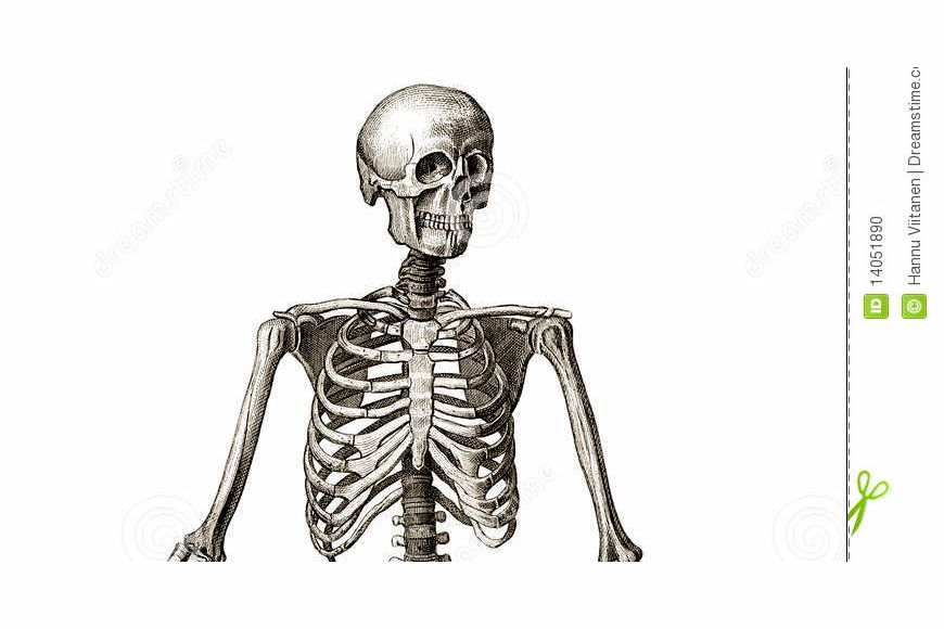 Système squelettique