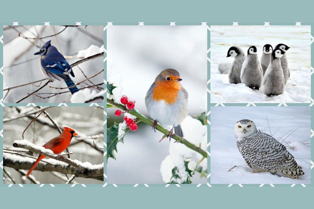 What Winter Bird Are You?