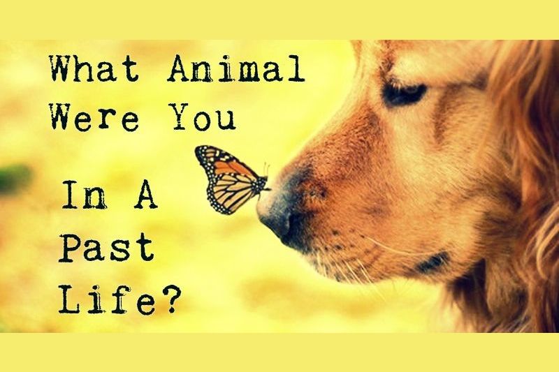 What Animal Were You In A Past Life?