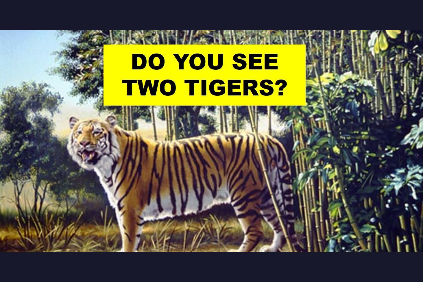 There Are TWO Tigers In This Picture, Can You Spot The Second One?